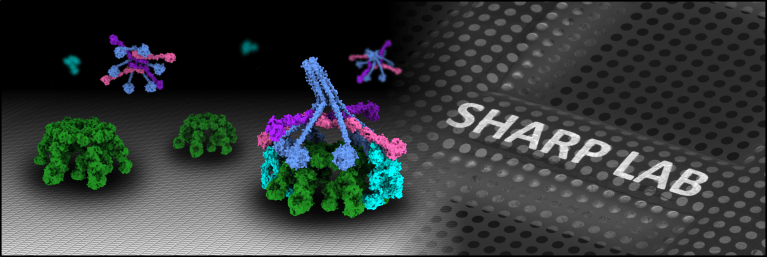 Sharp lab – Combining structural and synthetic biology to understand and control the human ...